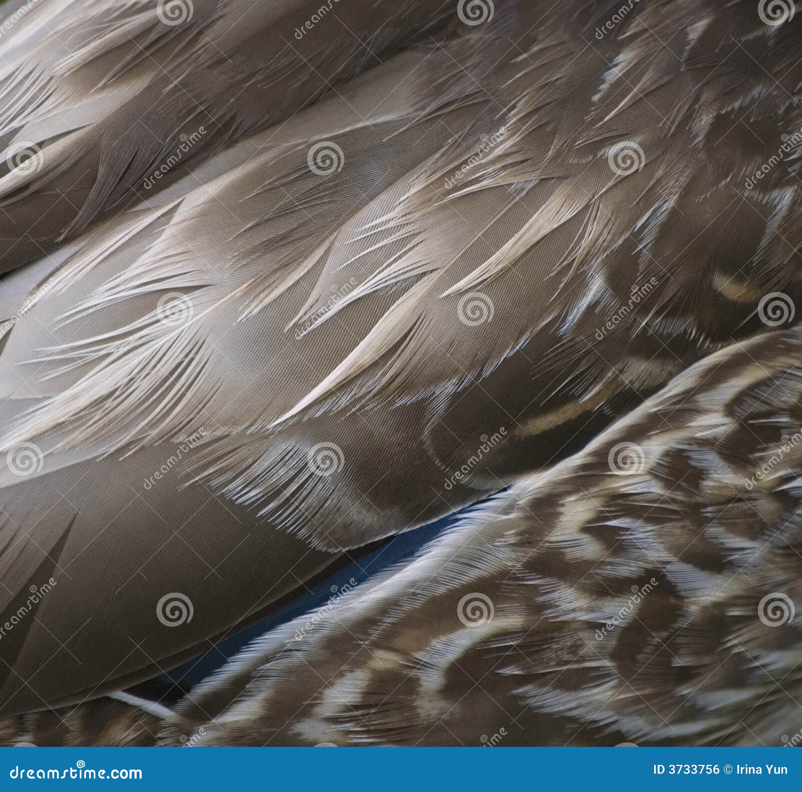 Duck s feather background stock photo. Image of wildlife - 3733756