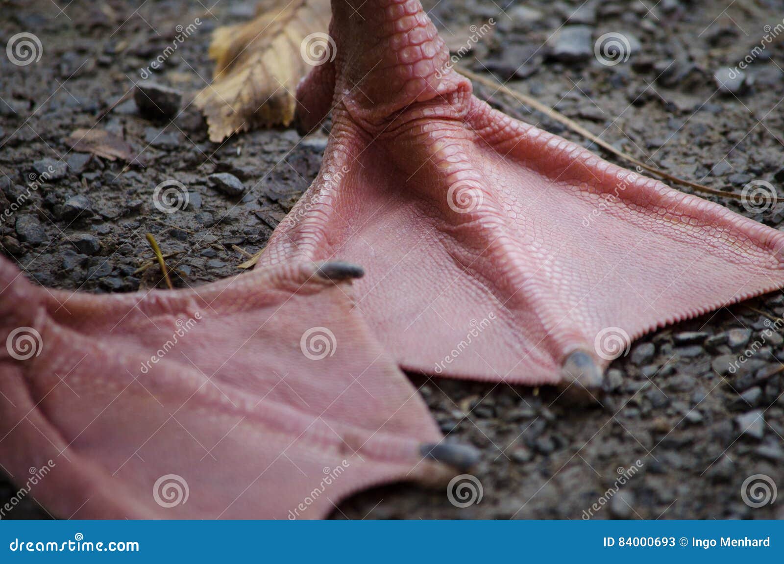 Duck`s feet stock image. Image of ducks, macro, legs - 84000693