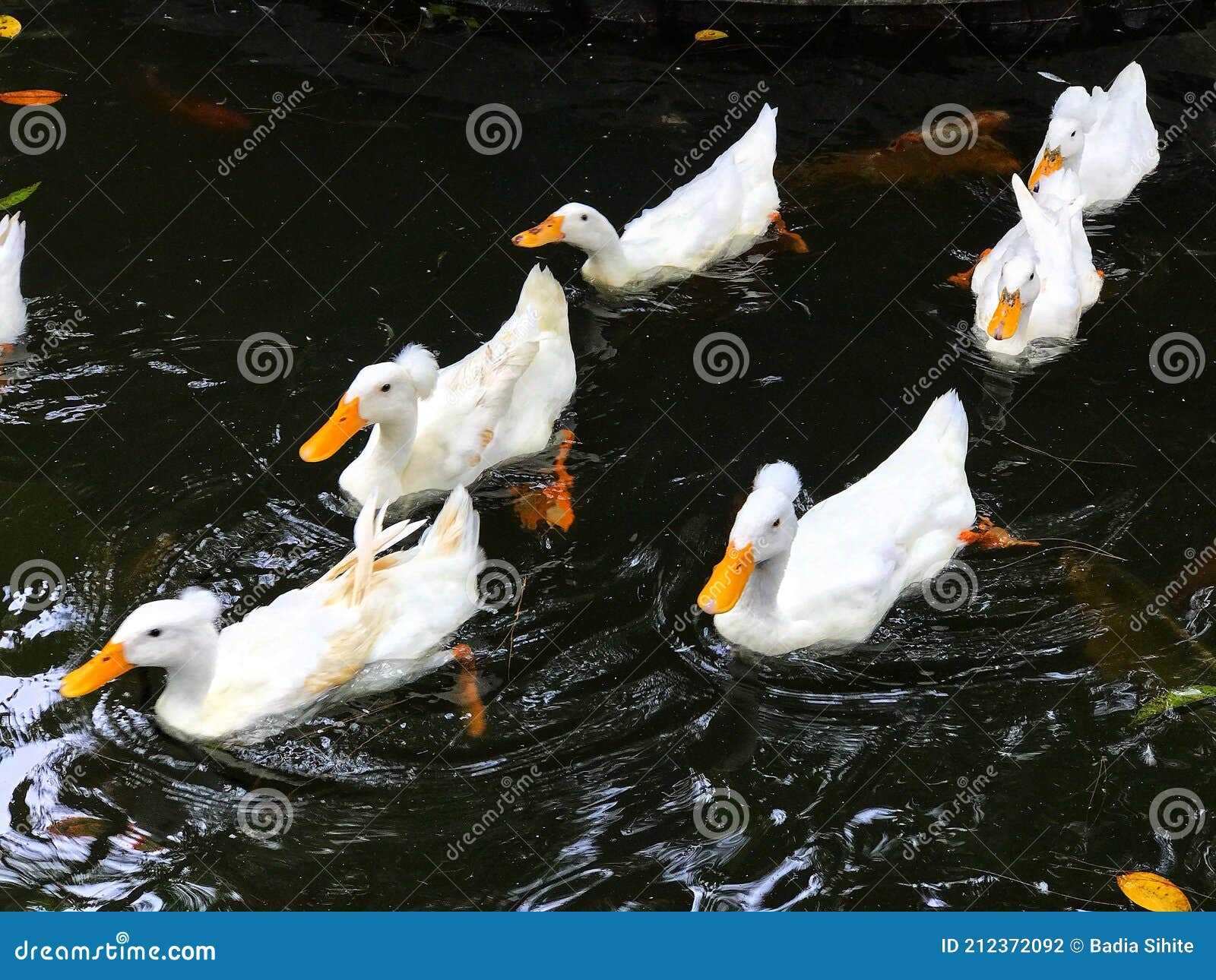 Two Rows of Ducks stock photo. Image of duck, group - 212372092