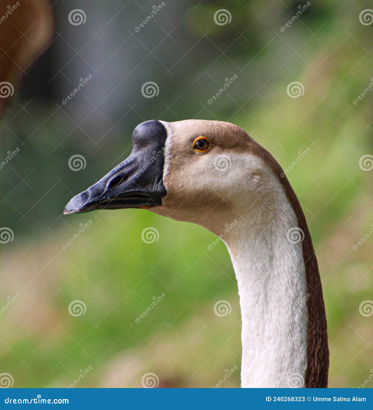 Duck s long neck stock image. Image of neck, seabird - 240268323