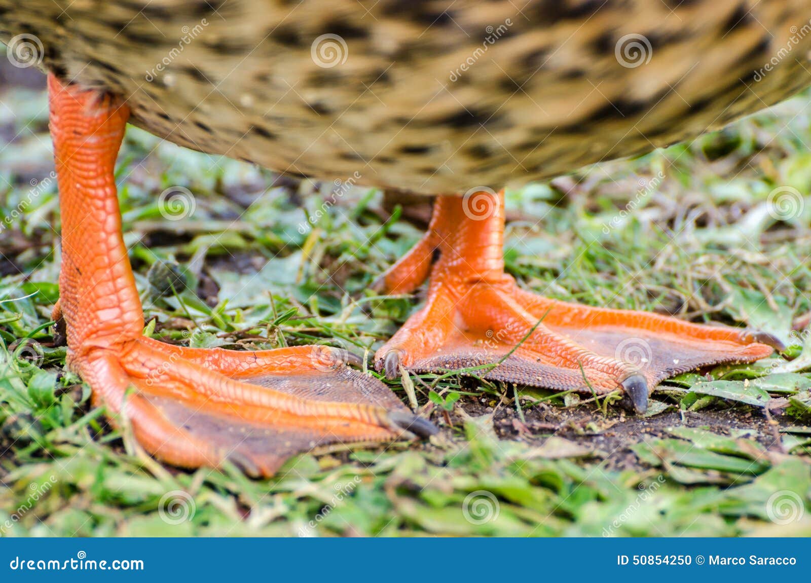 Duck s webbed paws stock photo. Image of bird, paws, close - 50854250