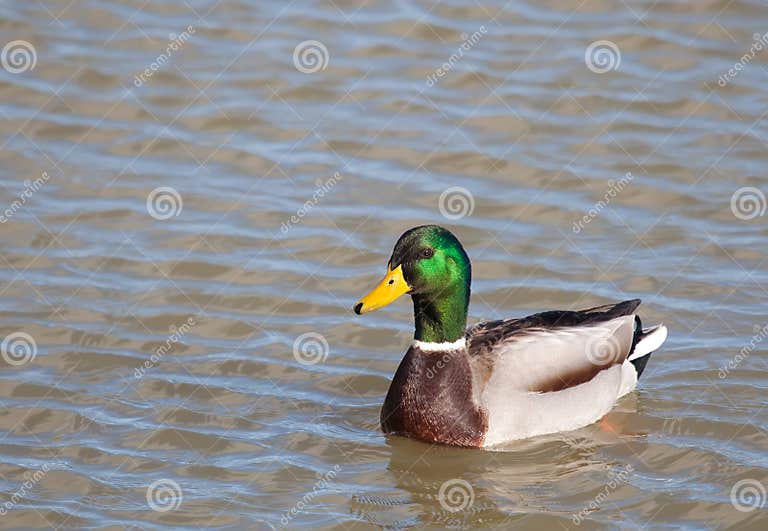 Duck in Salburua stock image. Image of basque, swimming - 17029599