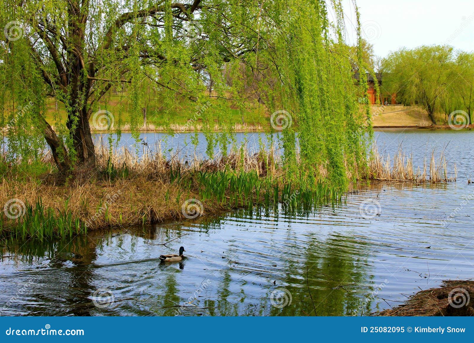 Duck Sanctuary stock image. Image of nature, pond, duck - 25082095
