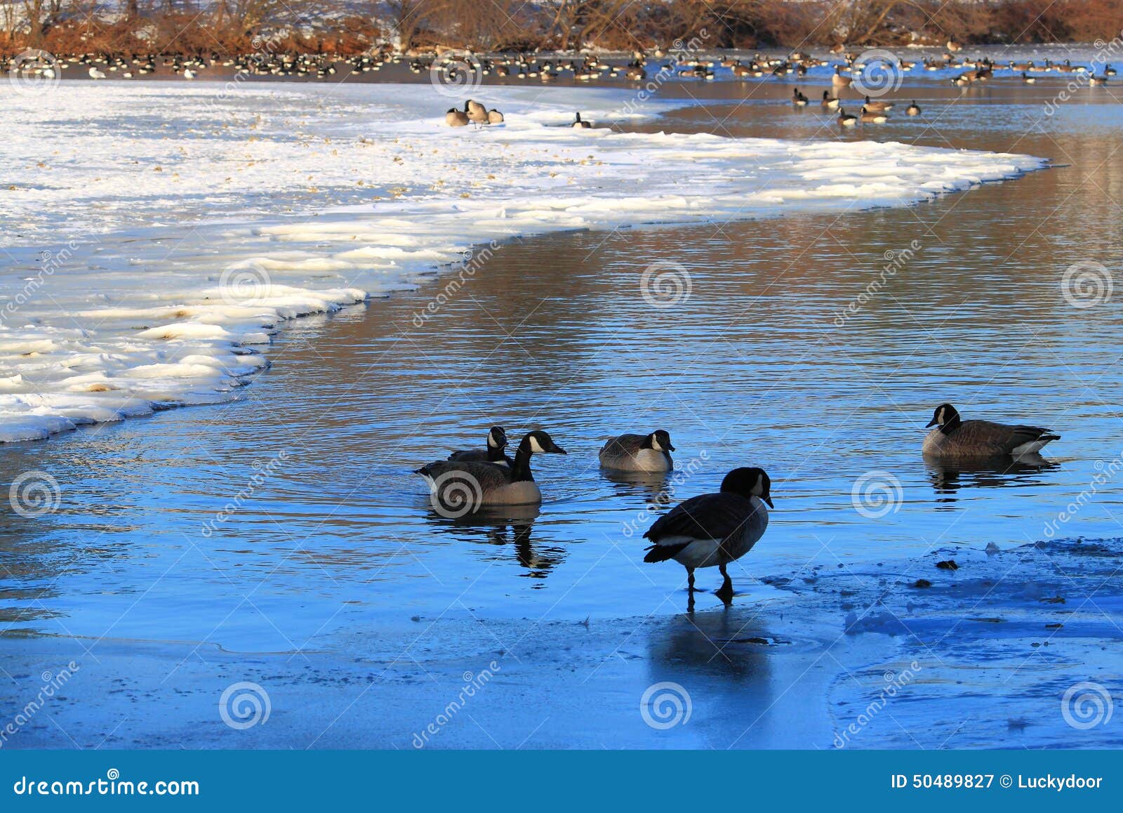 Duck Sanctuary stock image. Image of thousands, sanctuary - 50489827