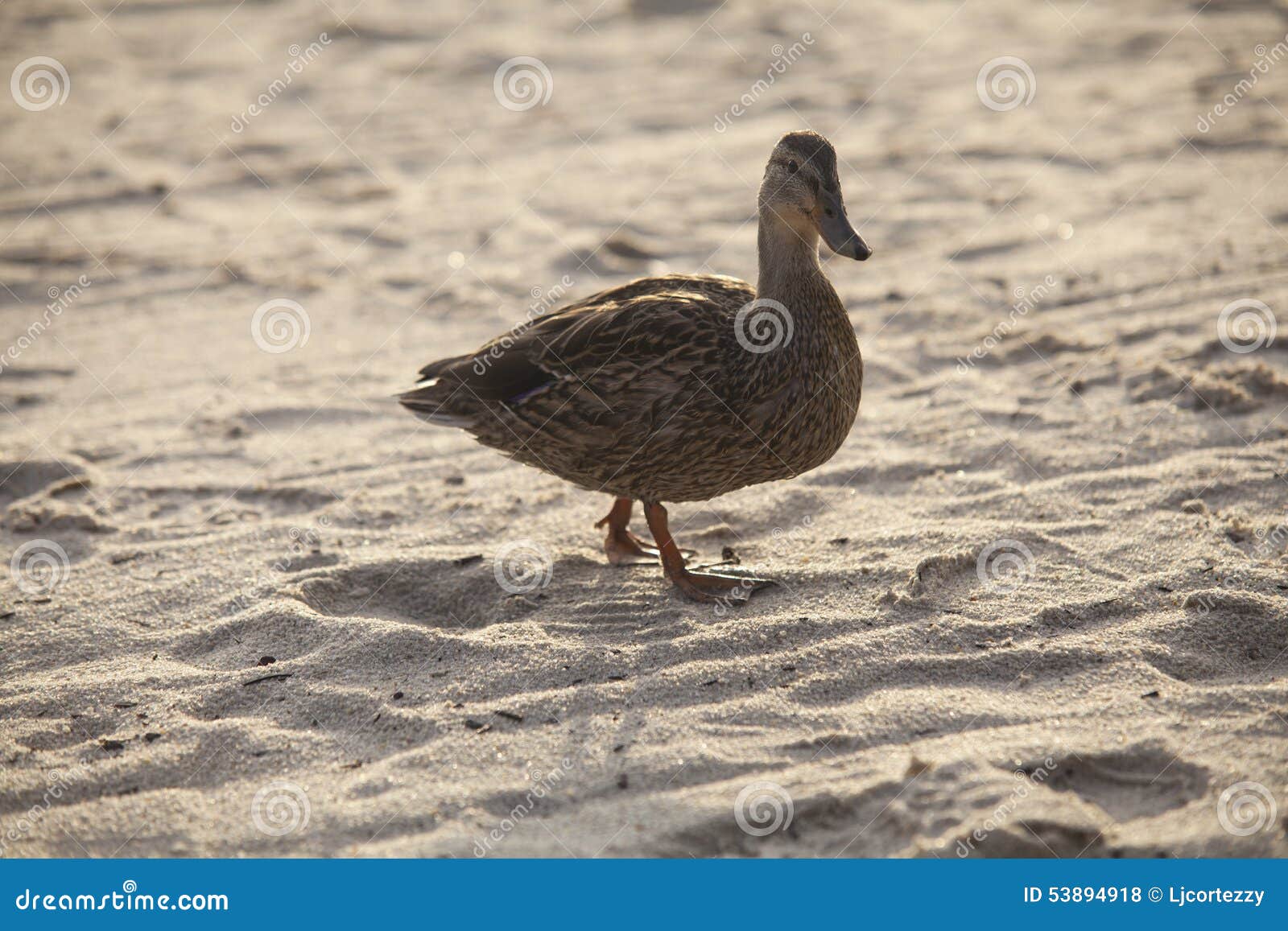 Duck in Sand stock photo. Image of view, webbed, america - 53894918