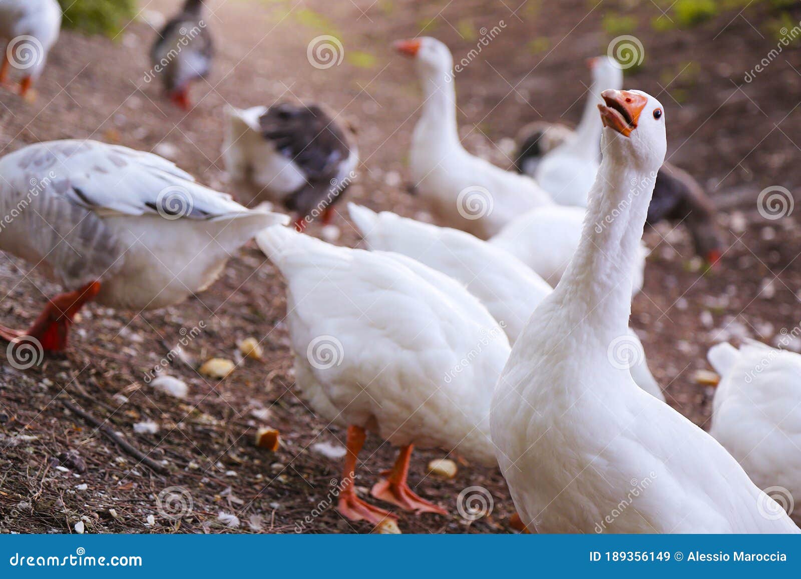 Duck screaming stock image. Image of white, screams - 189356149