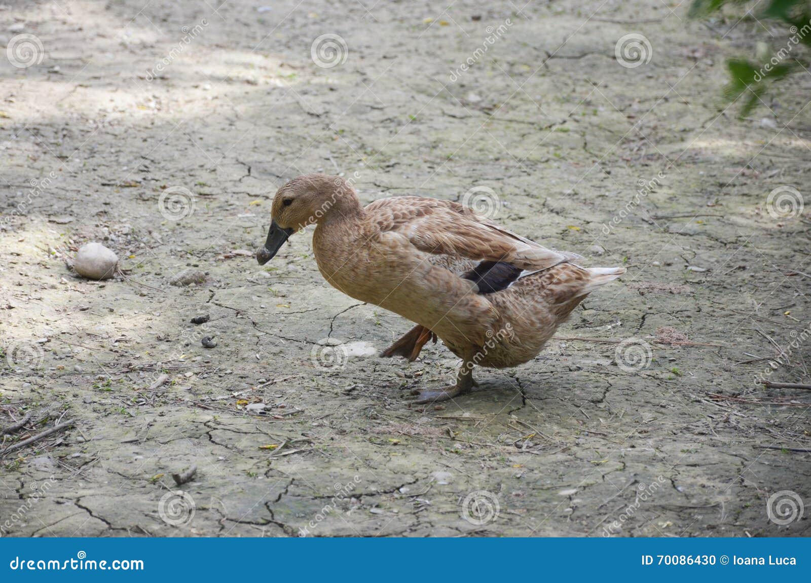 Duck stock photo. Image of green, nature, duck, earth - 70086430