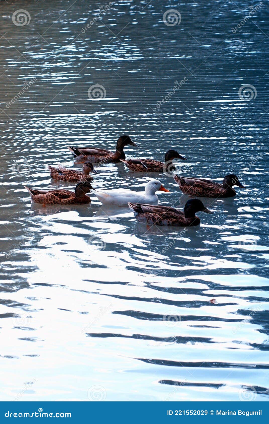 Duck with security stock image. Image of security, bird - 221552029