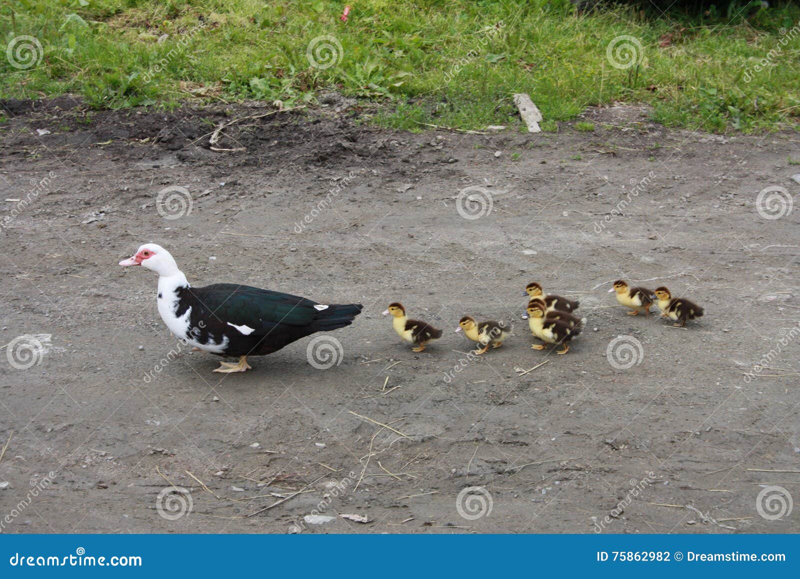 Duck with seven ducklings stock photo. Image of grass - 75862982