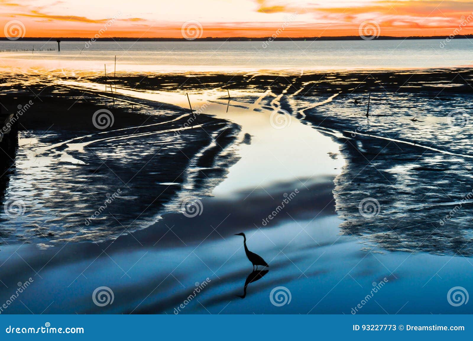 Duck Shadow Au Coucher Du Soleil Image stock - Image du extérieur ...