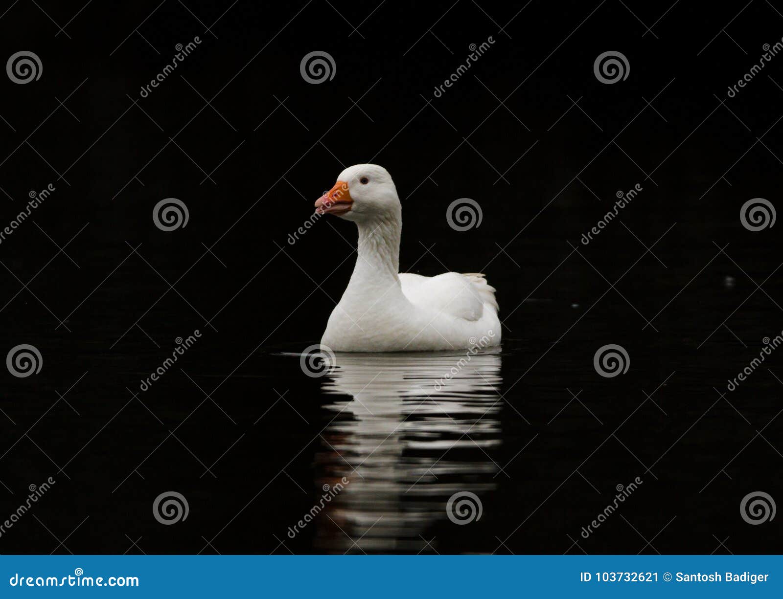 Duck in Shadows with a Angle View Stock Image - Image of isolated, face ...