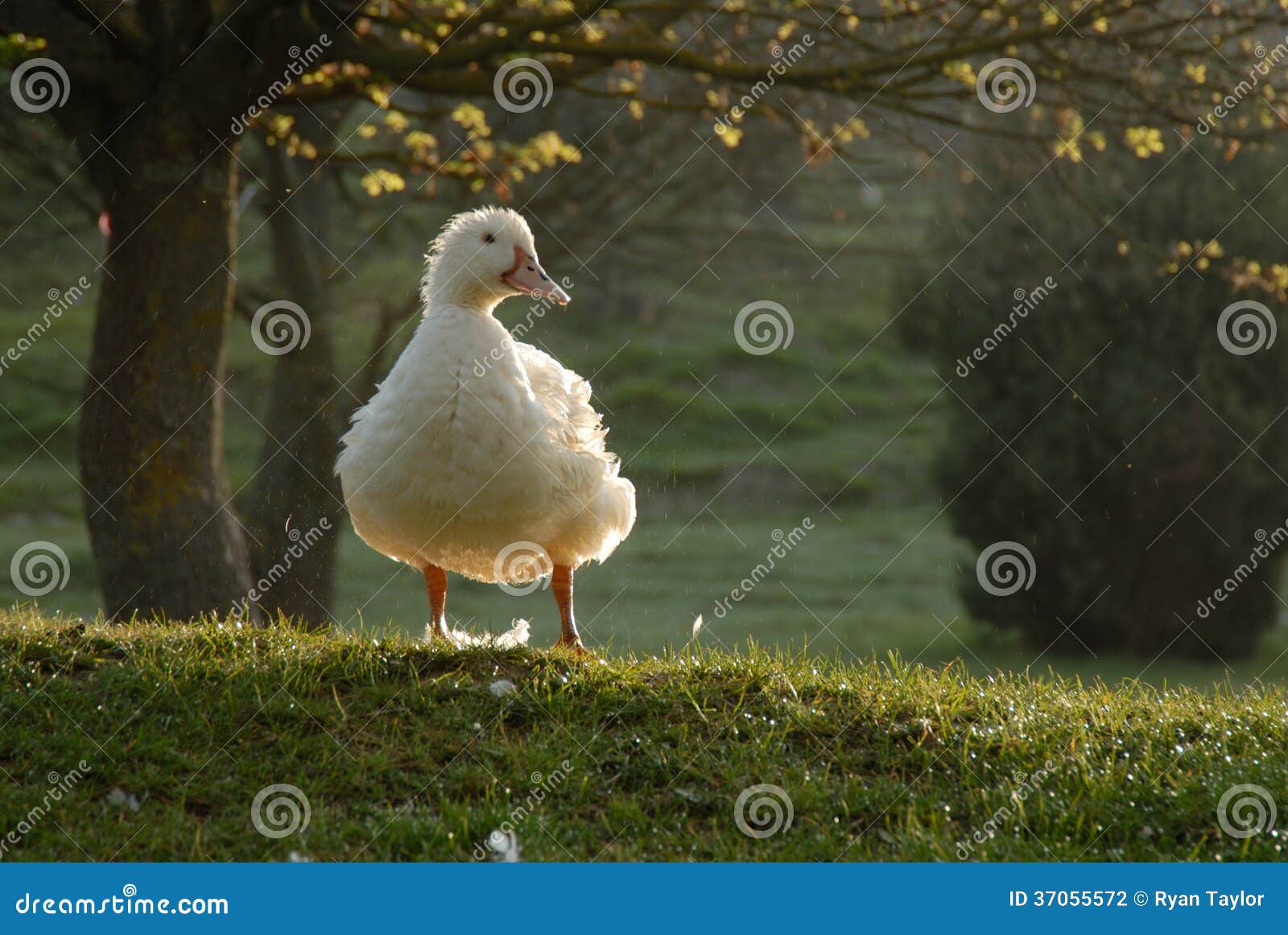 Duck Shaking Off Water foto de archivo. Imagen de temblor - 37055572