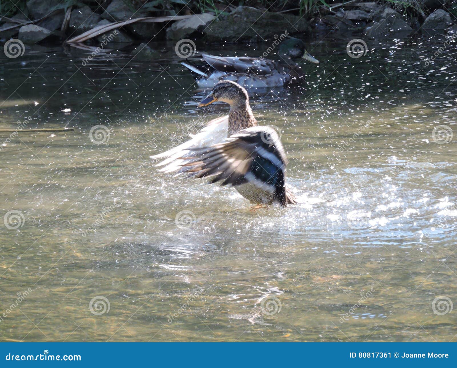 Duck Shaking Off Water Stock Photos - Download 71 Royalty Free Photos