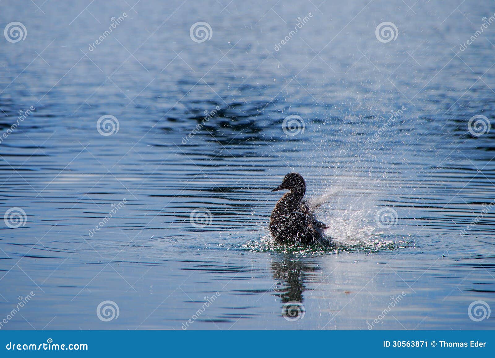 Duck shaking stock image. Image of waterfowl, wild, brown - 30563871