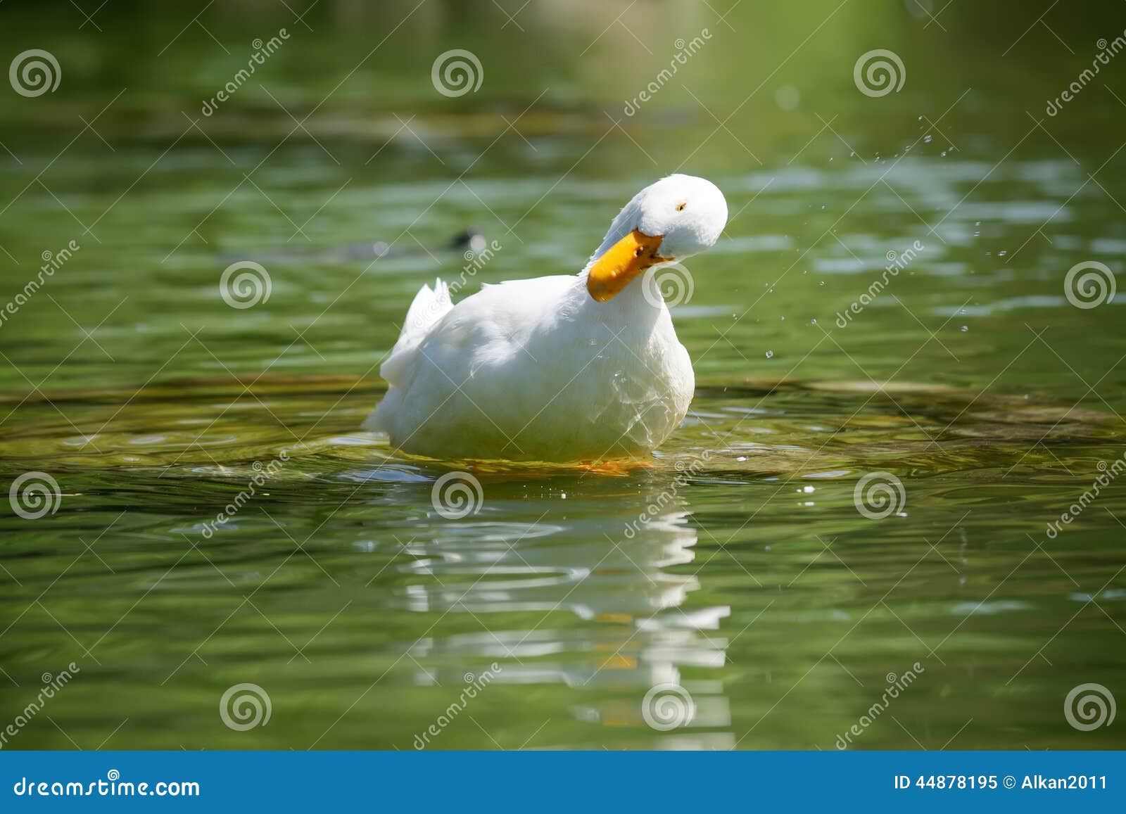 Duck shaking stock image. Image of females, duck, beak - 44878195