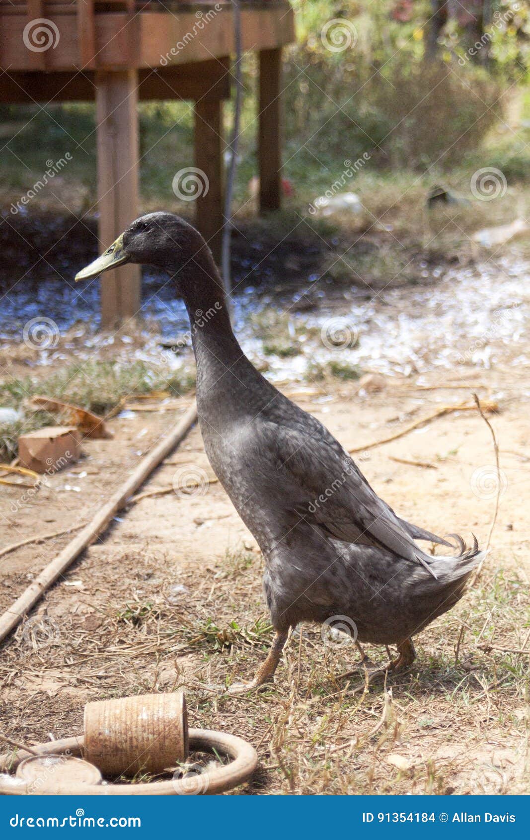 Duck stock photo. Image of brown, bird, sharp, bright - 91354184