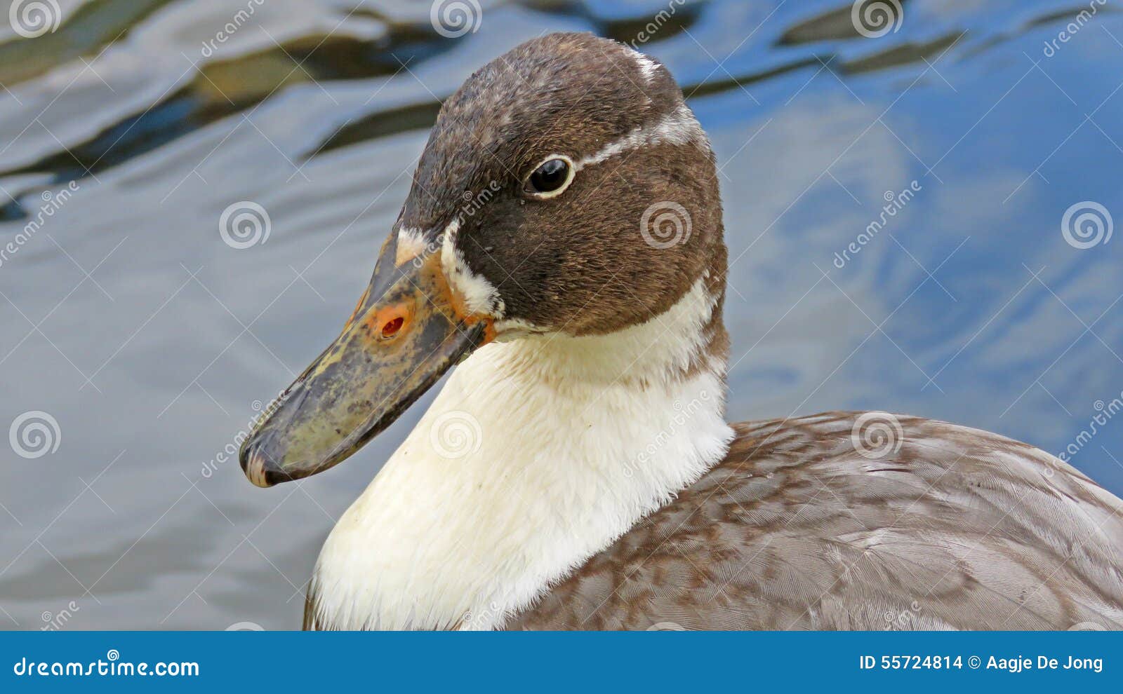Duck With Shiny Brown Feathers And White Neck Stock Photo ...