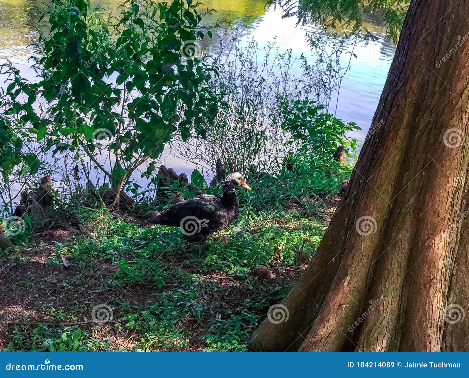Duck on the Shore of a Cypress Swamp Stock Image - Image of mississippi ...