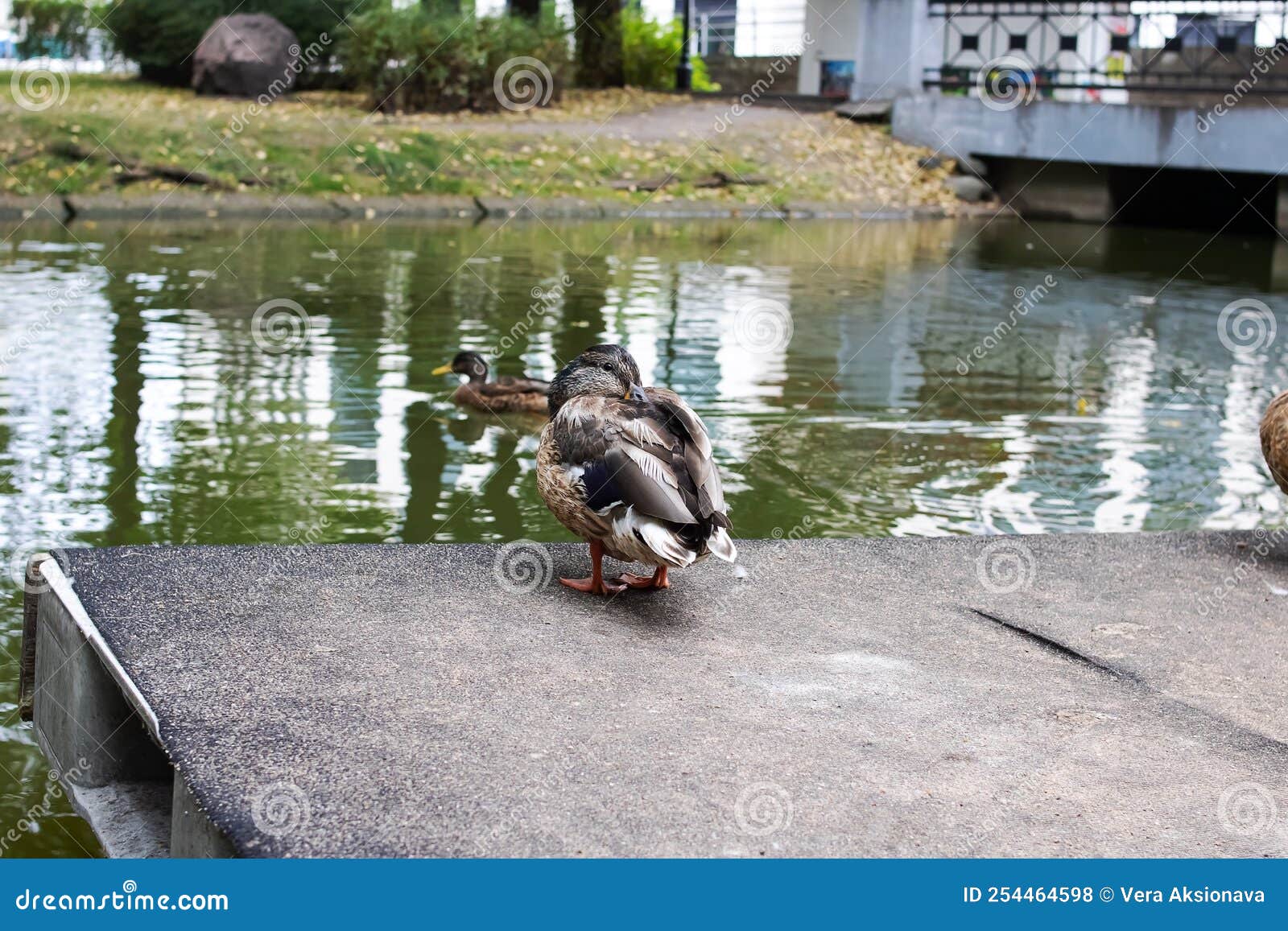 Duck on Shore of Reservoir in Summer Stock Photo - Image of cute ...