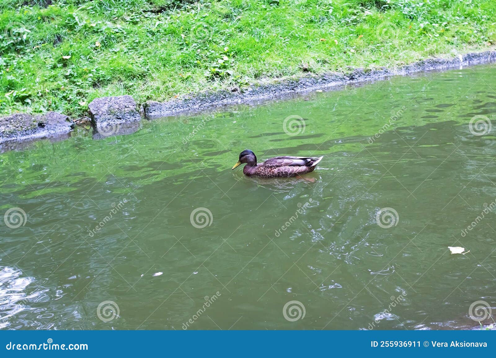 Duck on Shore of Reservoir in Summer Stock Image - Image of park ...