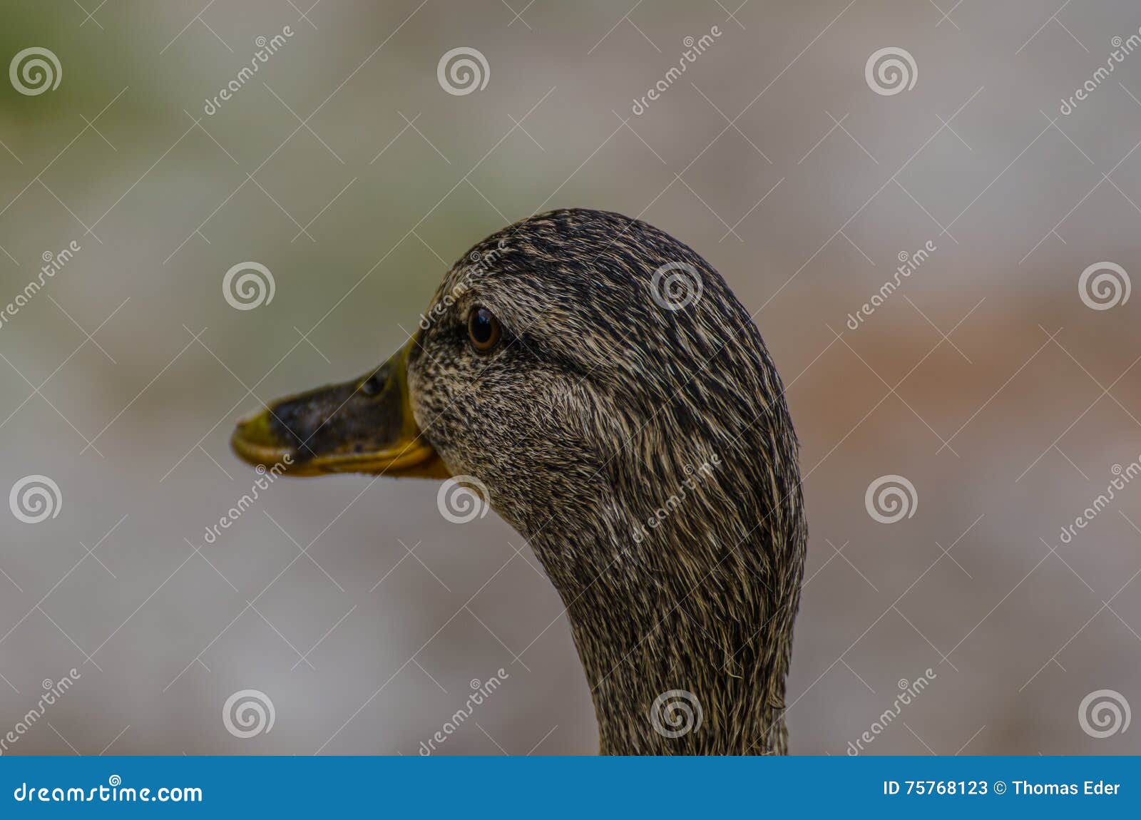 Duck in side view stock image. Image of animal, water - 75768123