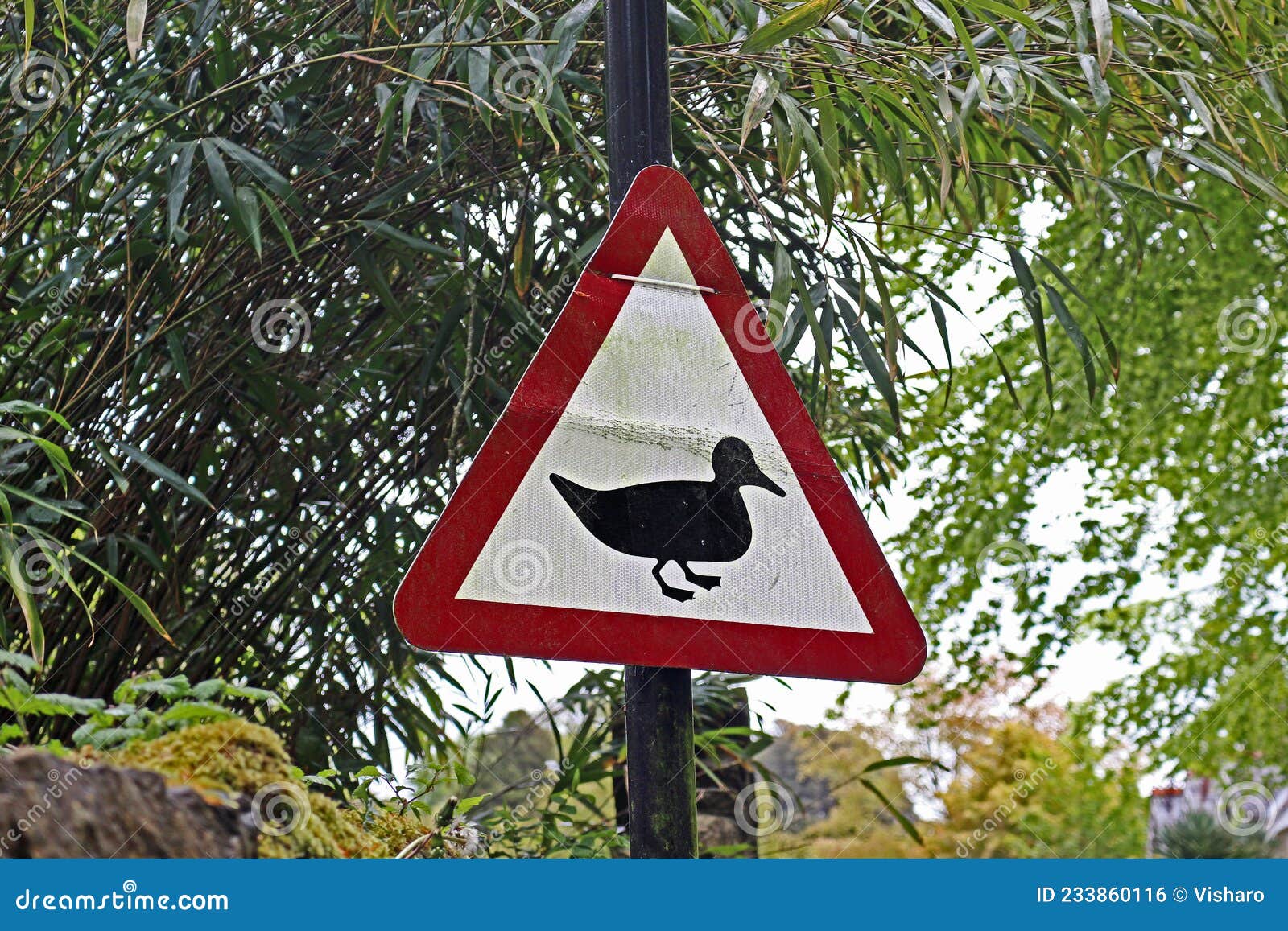 Duck sign stock photo. Image of street, roadsign, isolated - 233860116