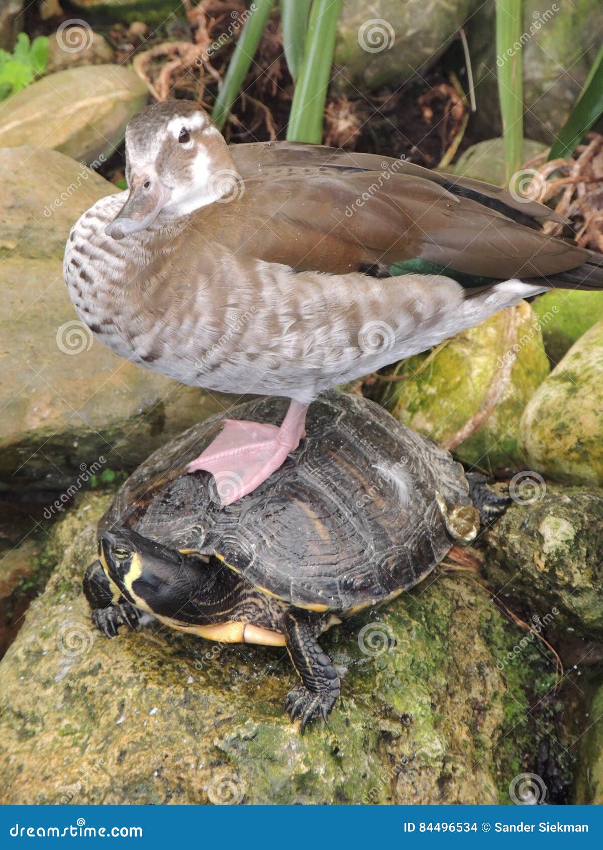 Duck sits on Turtle. stock photo. Image of flipper, bird - 84496534