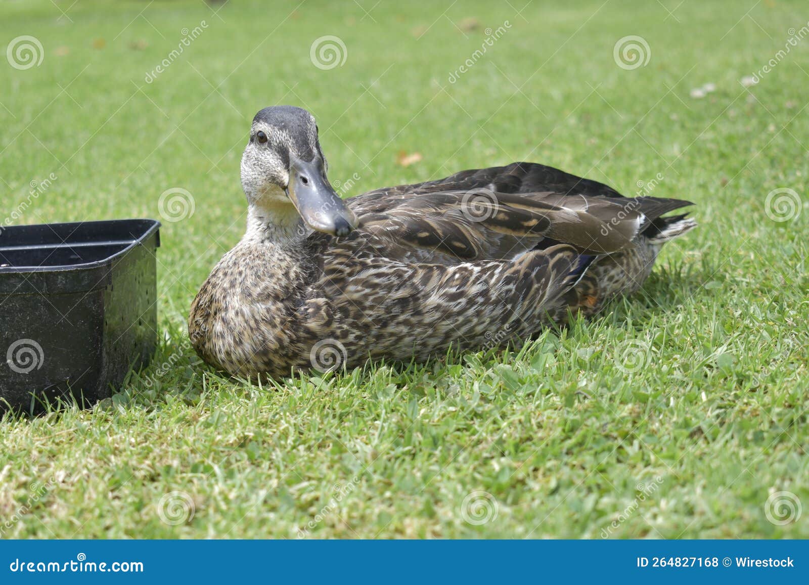 A Duck Sitting Down Looking Stock Photo - Image of bird, brown: 264827168