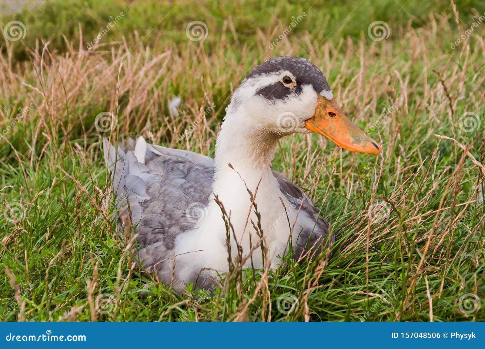 Duck sitting in the grass stock photo. Image of domestic - 157048506