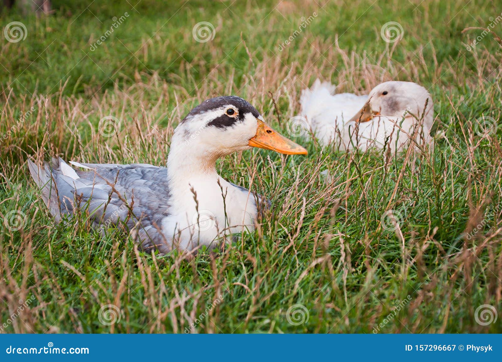 Duck sitting in the grass stock image. Image of goose - 157296667