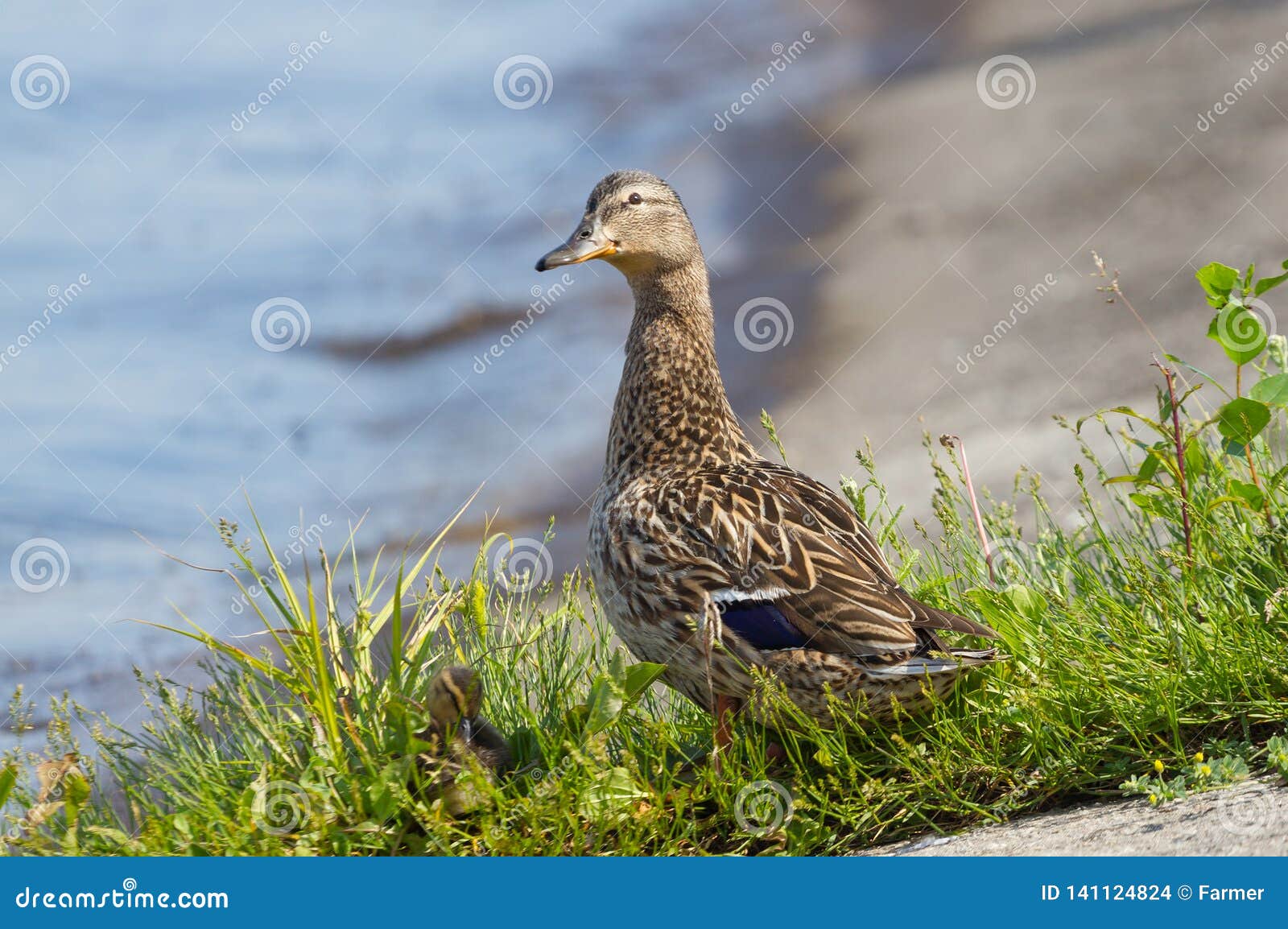 Duck sitting on the grass stock photo. Image of feather - 141124824