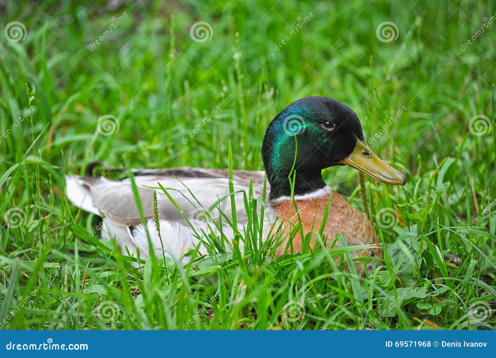 Duck sitting in the grass stock photo. Image of couple - 69571968