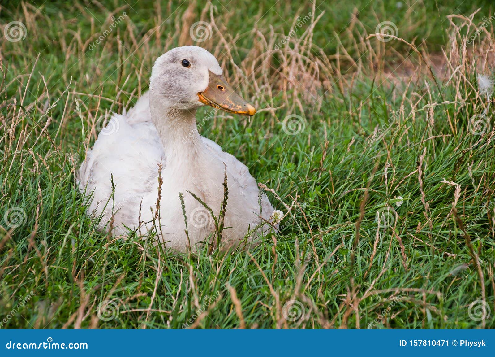 Duck sitting in the grass stock image. Image of homely - 157810471