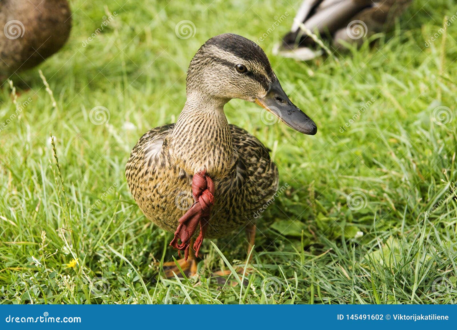Duck with a red tie stock photo. Image of nature, brown - 145491602