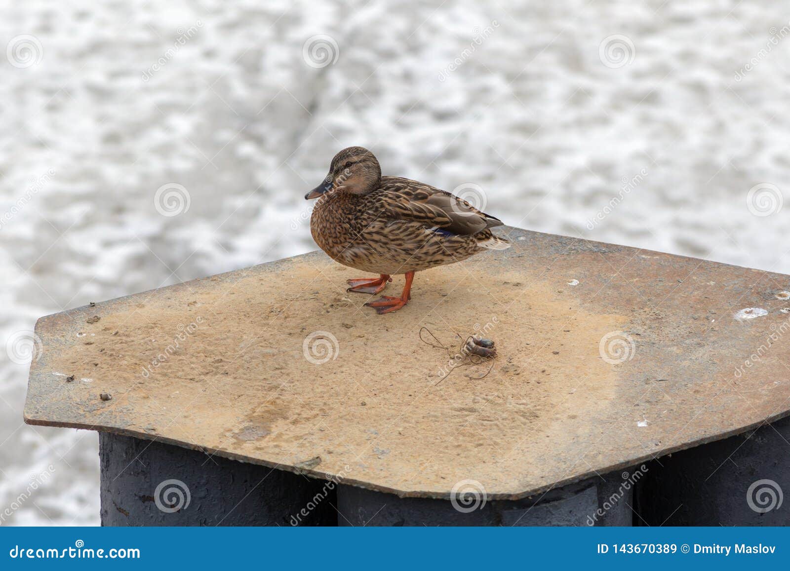 Duck Sitting Pole Stock Photos - Free & Royalty-Free Stock Photos from ...