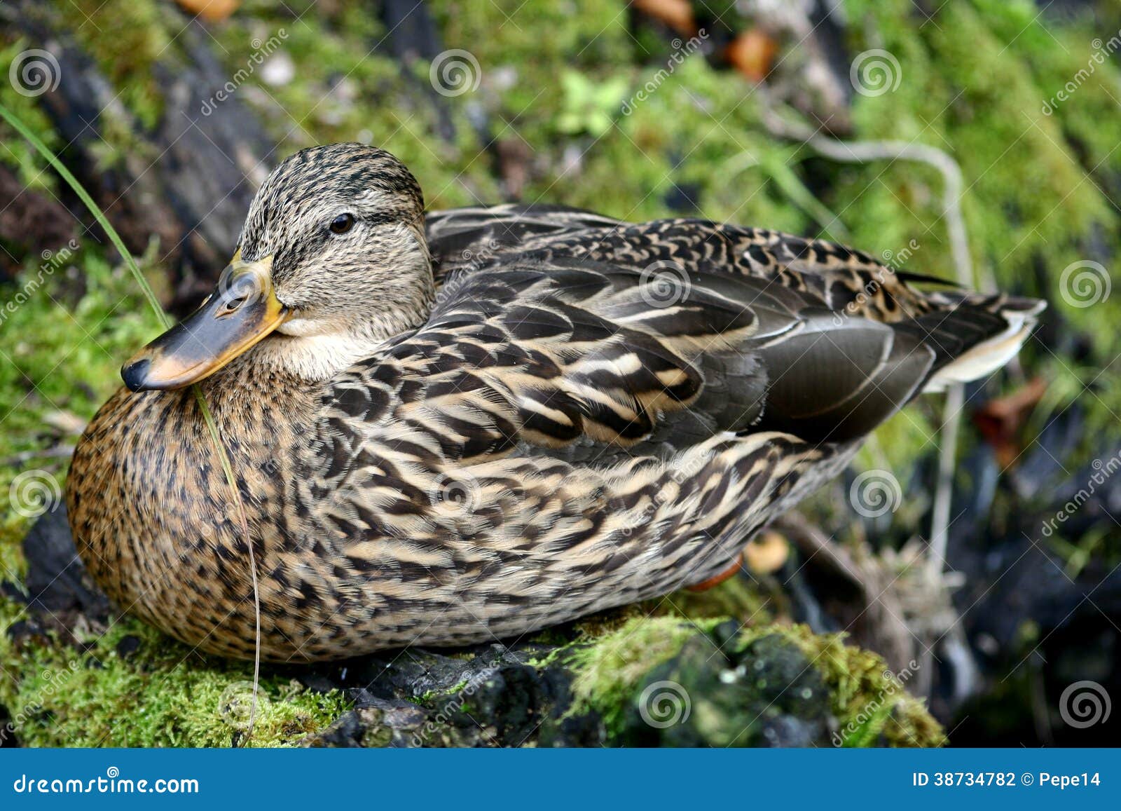 Duck sitting on the moss stock photo. Image of perfect - 38734782