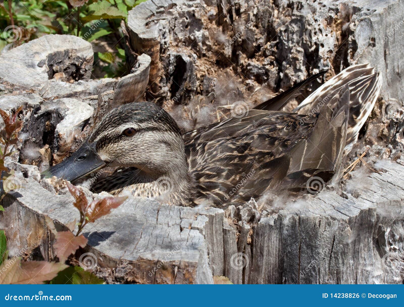 Duck sitting on a nest. stock photo. Image of tree, wild - 14238826