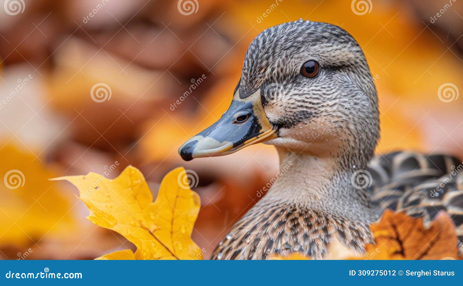 A Duck Sitting on a Pile of Leaves in the Fall, AI Stock Photo - Image ...