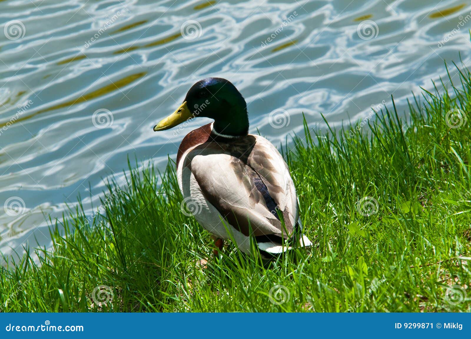 Duck Sitting on the Pond Shore Stock Image - Image of detail, feather ...