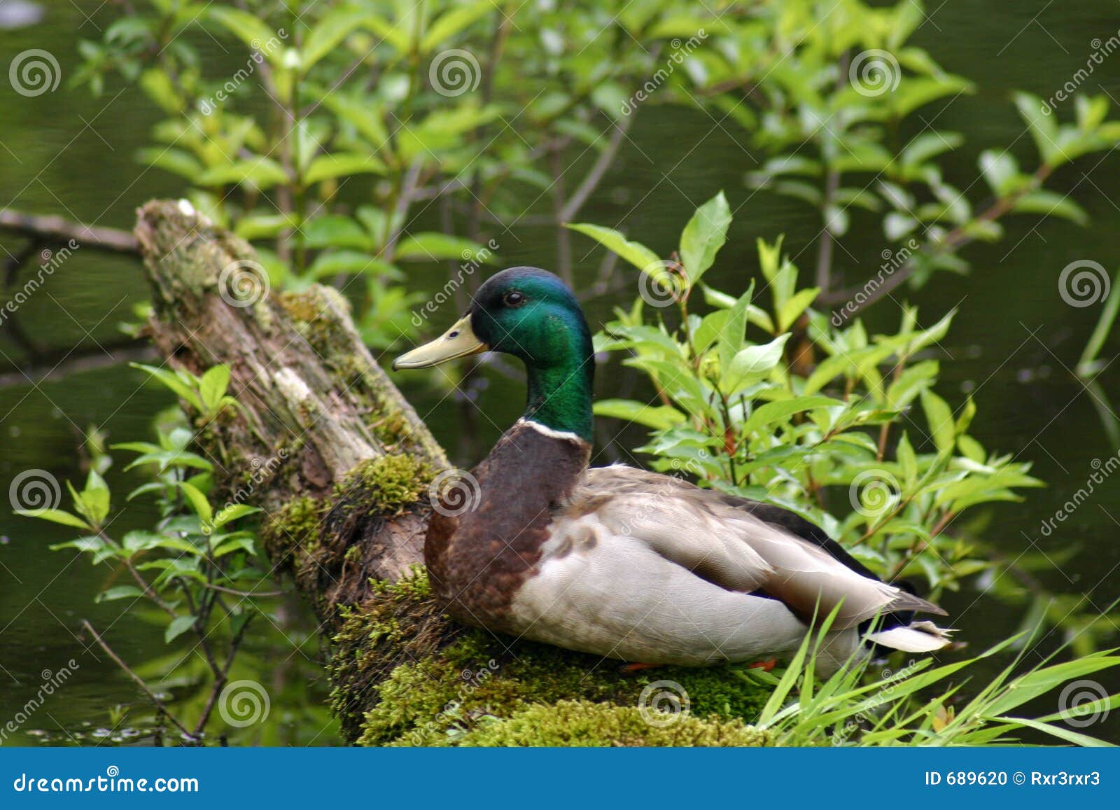 Duck Sitting Pretty stock photo. Image of natural, close - 689620