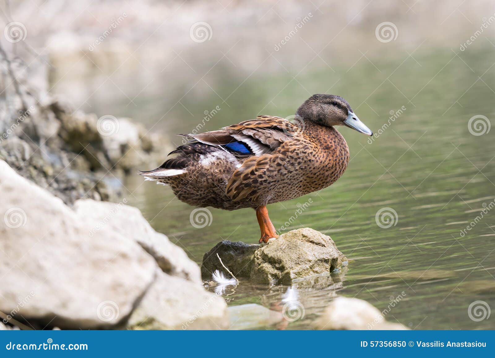 Duck sitting on a rock. stock photo. Image of amazing - 57356850