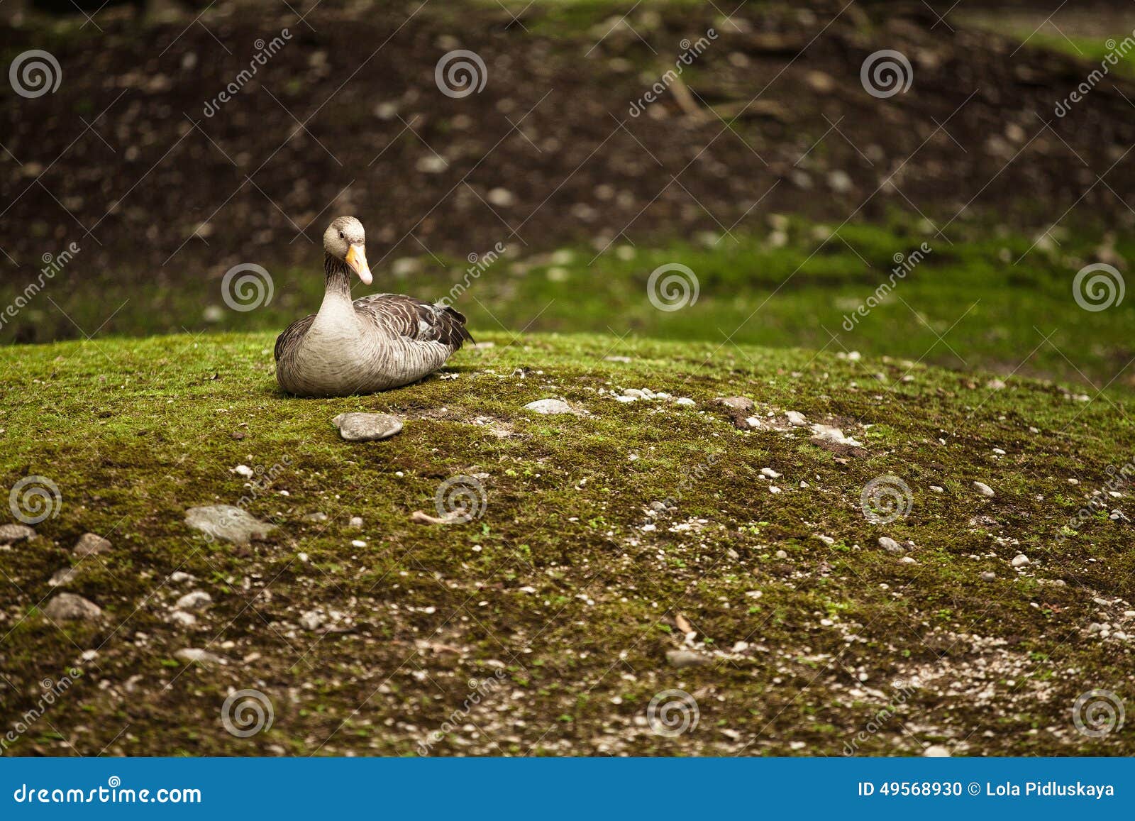 Duck stock photo. Image of lake, wings, duck, water, grass - 49568930