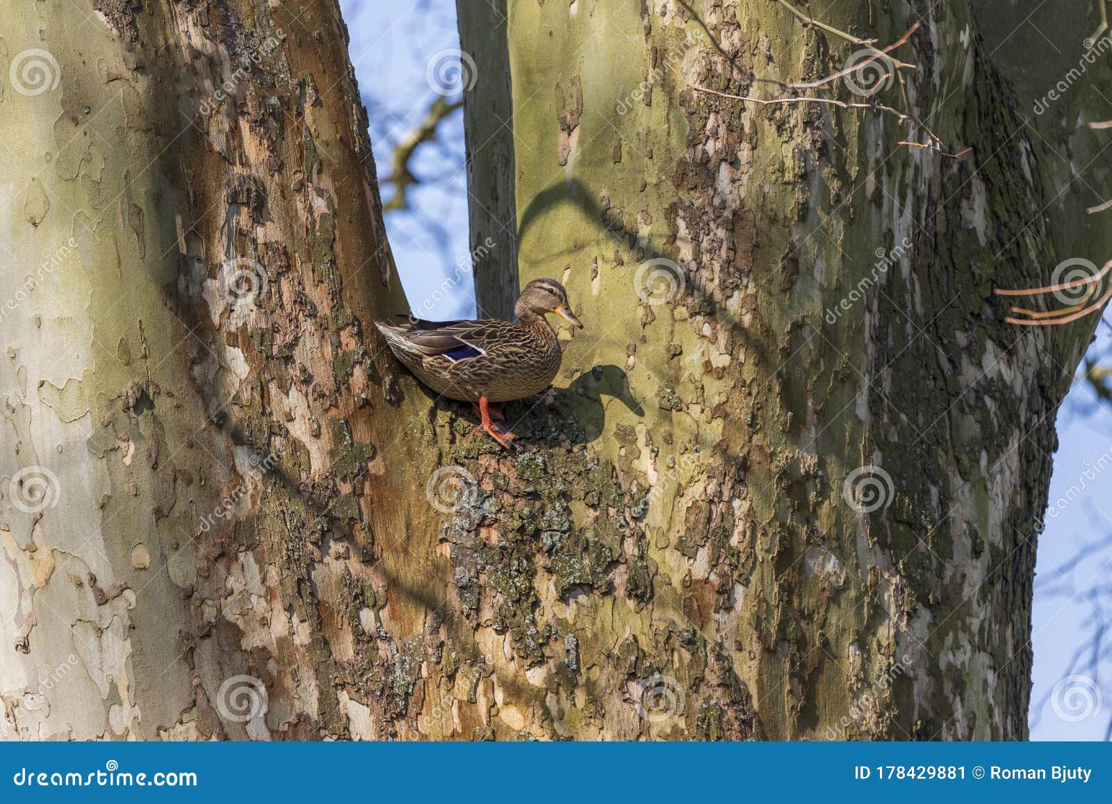 Duck sitting stock image. Image of beautiful, ornithology - 178429881