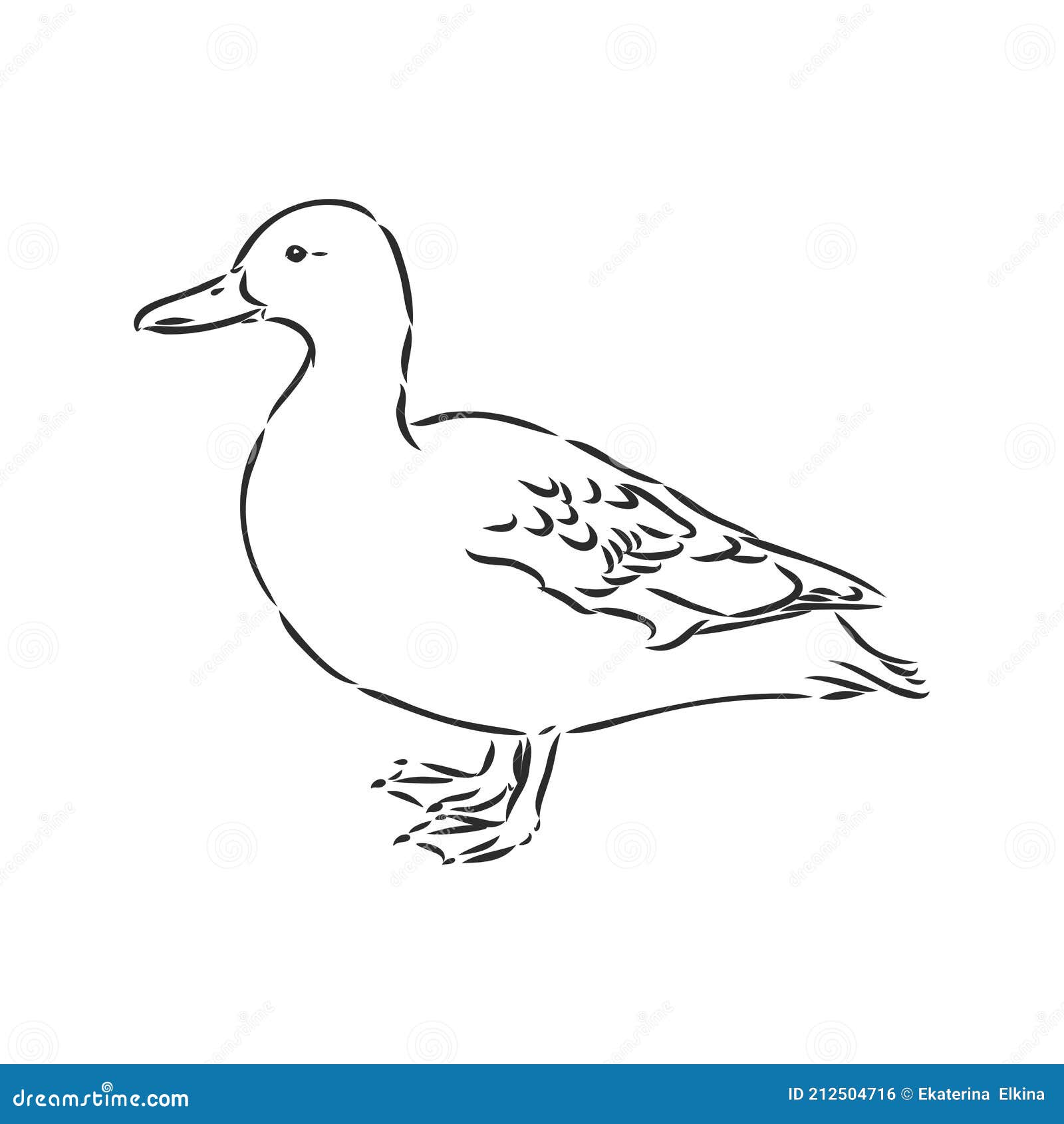 Duck Sketch Vector Illustration,isolated on White Background,animals ...
