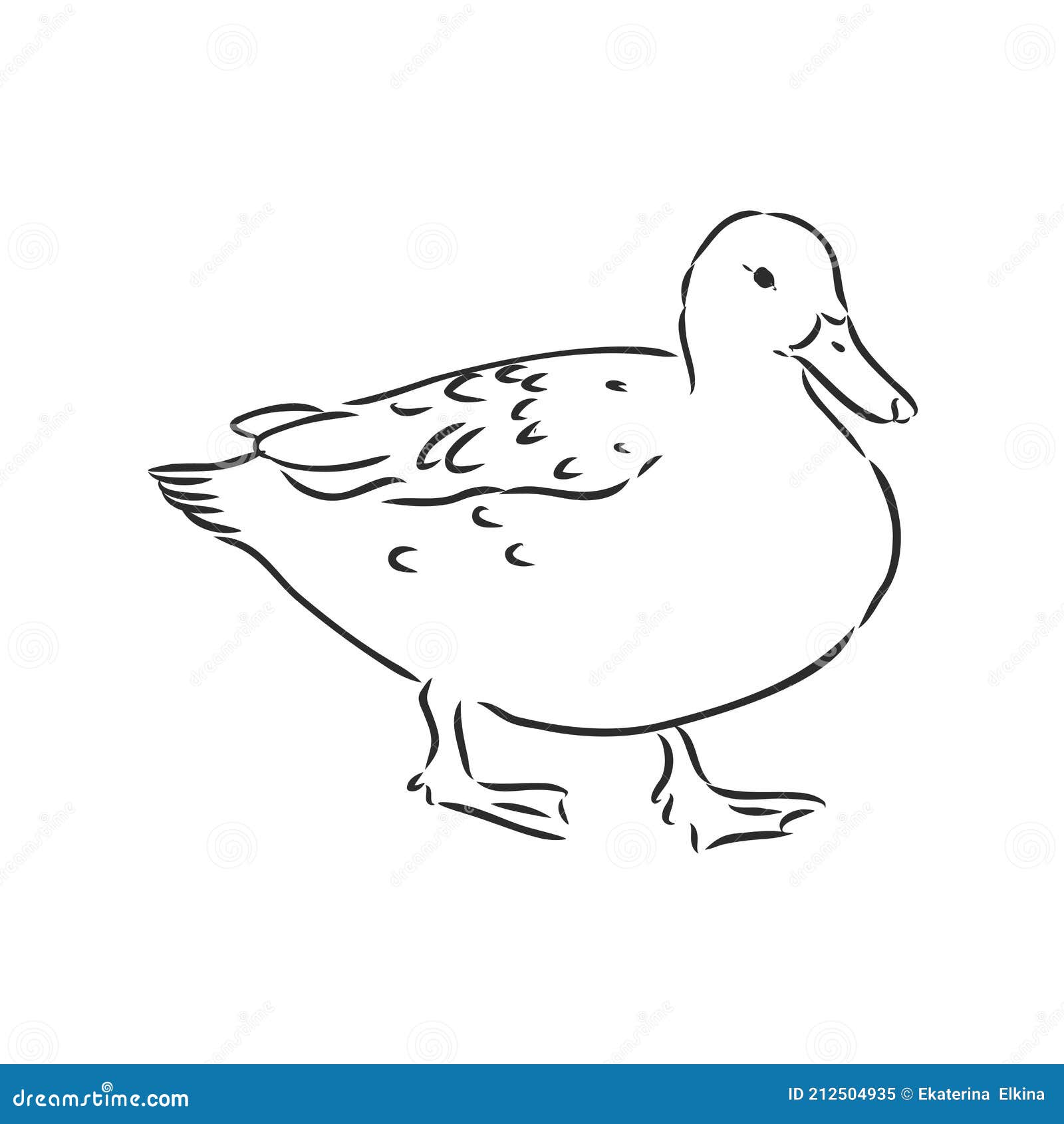 Duck Sketch Vector Illustration,isolated On White Background,animals ...
