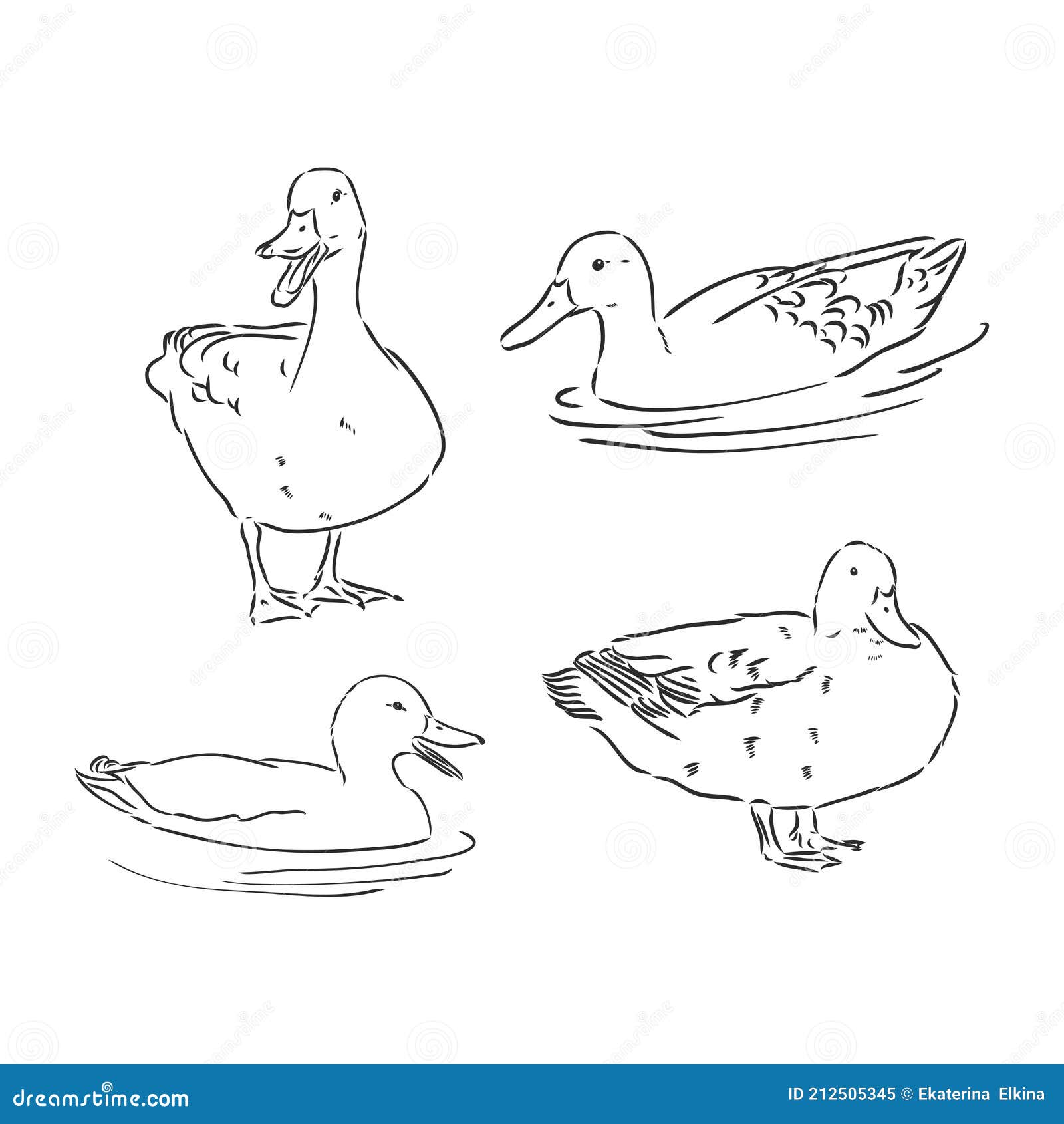 Duck Sketch Vector Illustration,isolated on White Background,animals ...