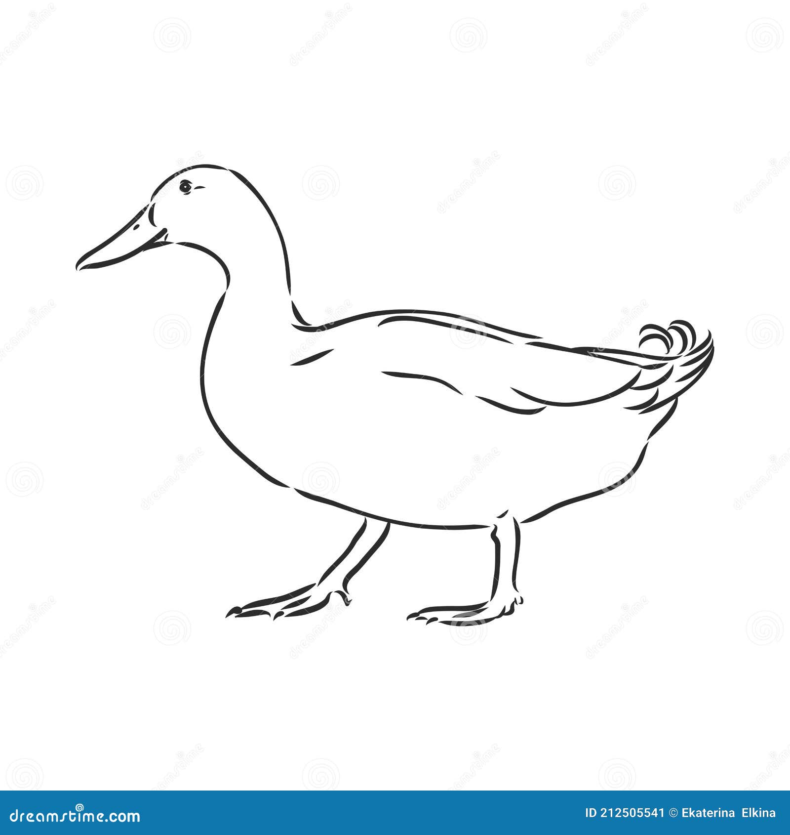 Duck Sketch Vector Illustration,isolated On White Background,animals ...