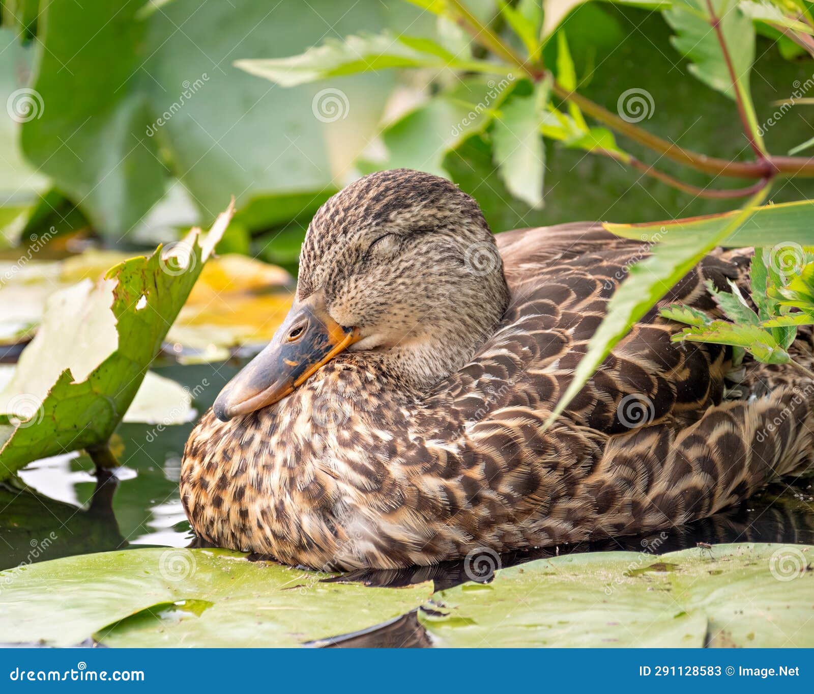 The Duck Sleeping in the Bushes of the Pitchers Stock Image - Image of ...