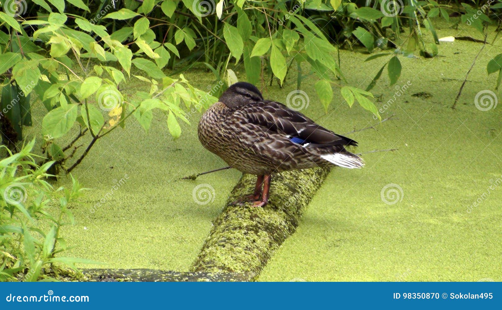 Duck Sleeping on the Overgrown Pond. Stock Photo - Image of family ...