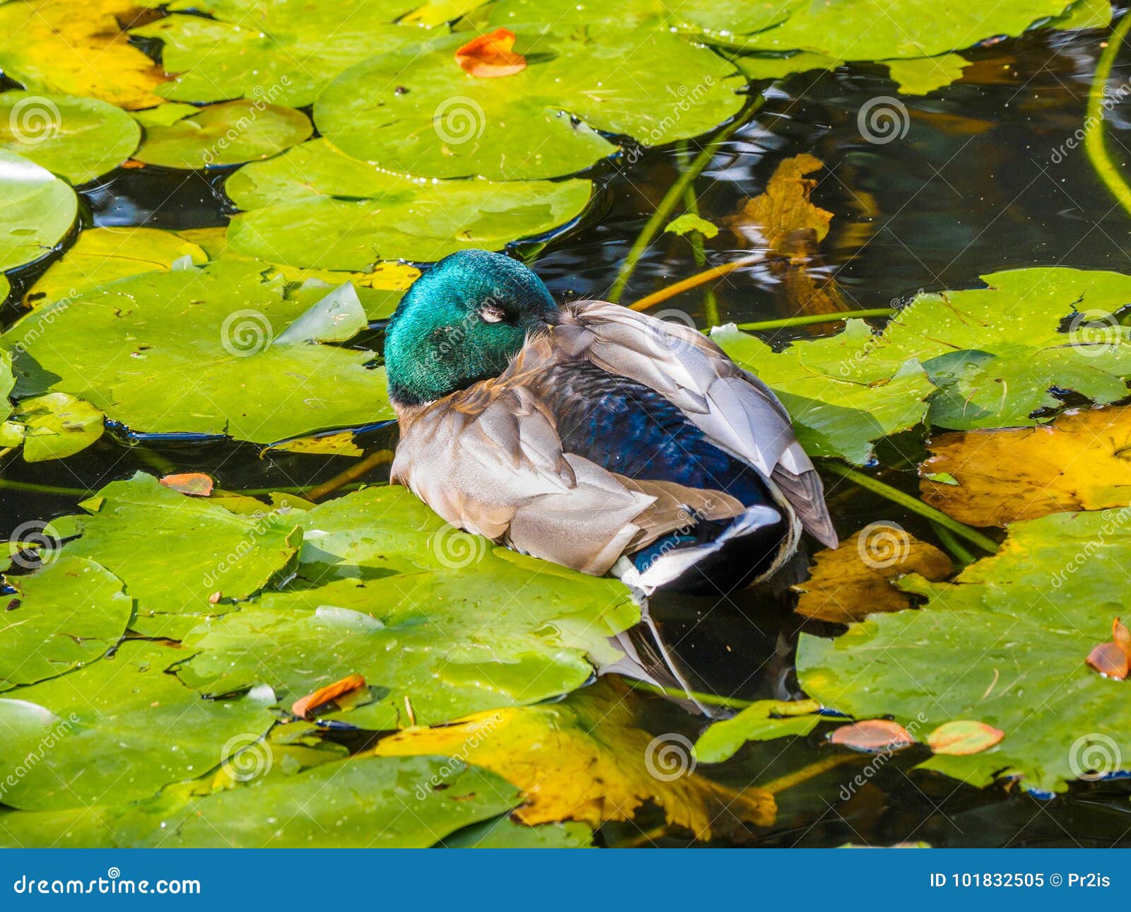Duck among Water Lily Leaves Stock Image - Image of lily, duck: 101832505